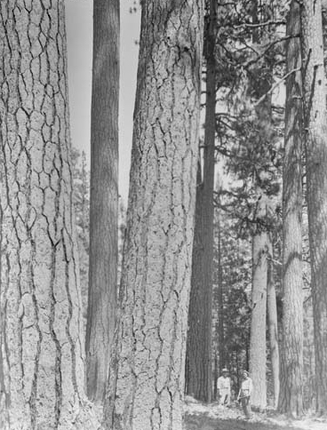 Wit's End: Where Have All the Forests Gone? Long Time Passing...Where ...