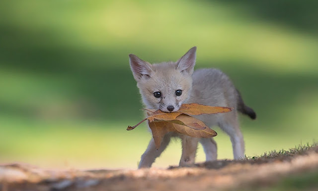 White Wolf : Cute And Wild: These Adorable Baby Foxes Are Just What You ...