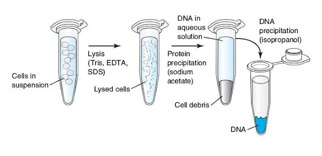 Biology Videos: Nucleic Acid Extraction - DNA isolation