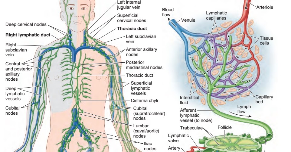 Aprelea Noni: Limfangitis, Limfadenitis dan limfaedema apa bedanya?