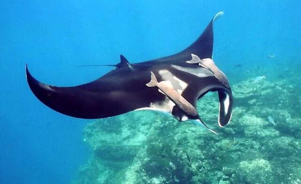 Animales extraordinarios: Mantarrayas
