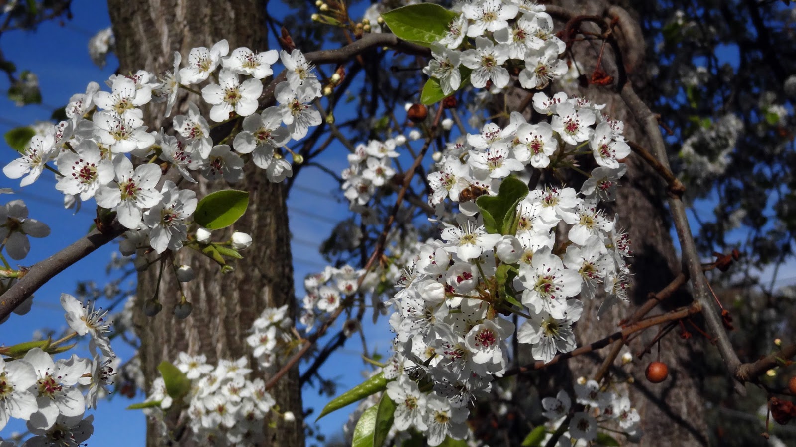 NixPixMix: CALLERY PEAR BLOSSOM