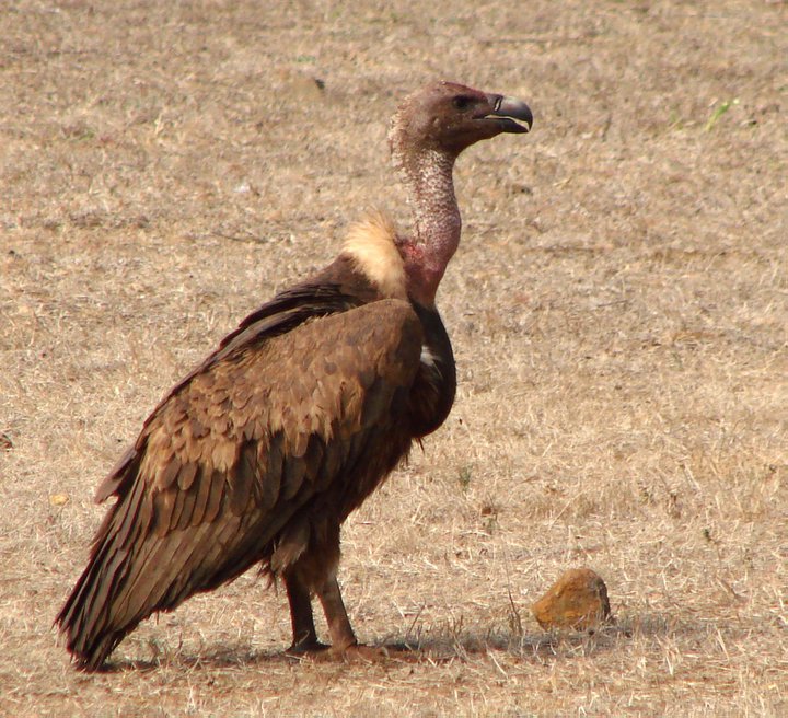 Blog Indian birds - Birding - Checklist - Trip Reports