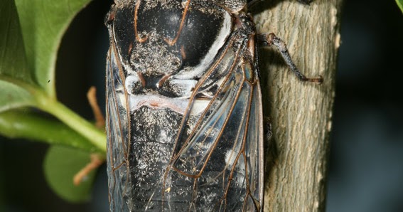 Anne Hana Health Advisor: Riang riang binatang bising di waktu malam