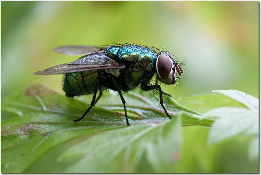 Miggrado: Lucilia Sericata