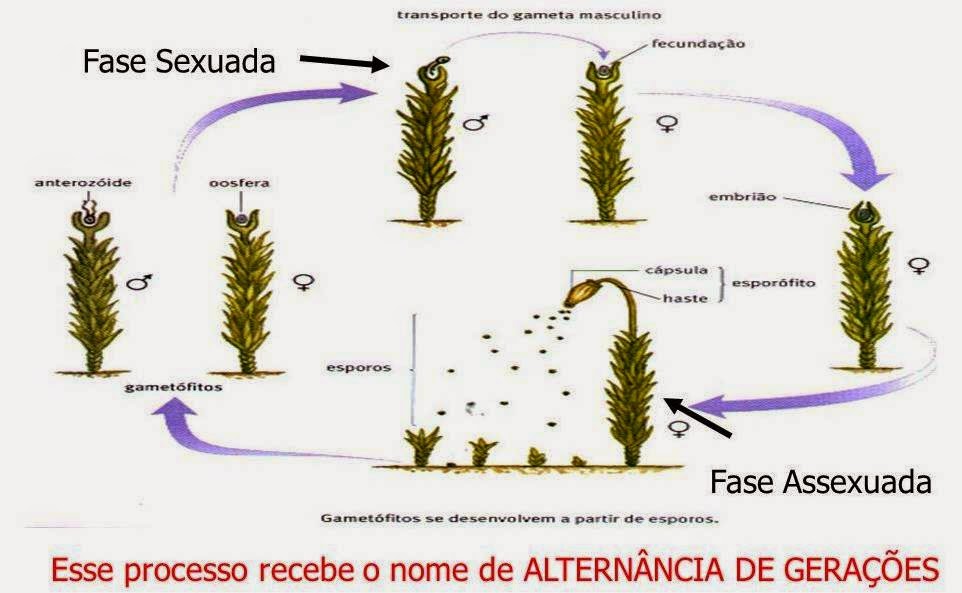 Blog de Biologia: Reino Plantae ou Metaphyta