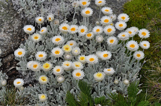 Alpine Garden Society Victorian Group: Kosciusko Alpine Plants.