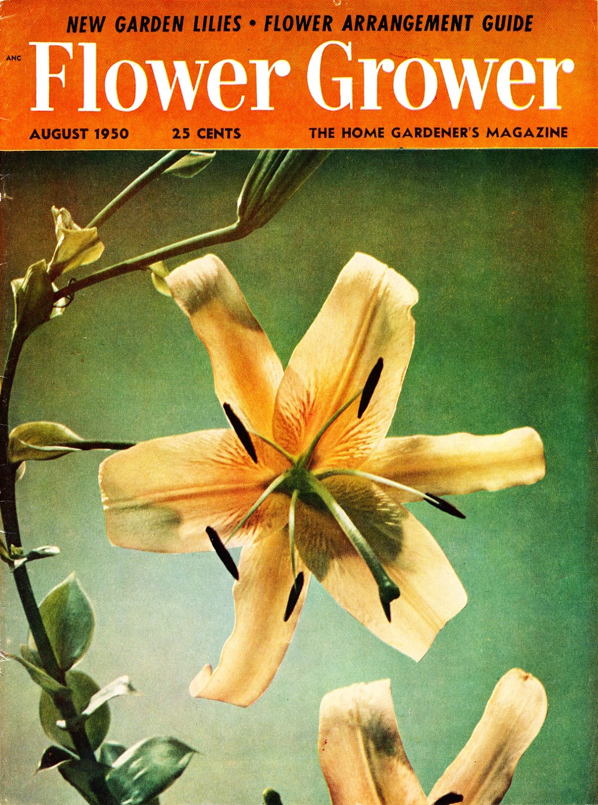 Dave Hall writes on the development of Flamingo Pinks Irises ...