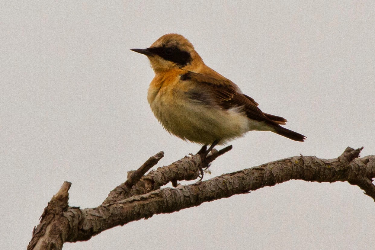 Foto naturalistiche: Monachella posata