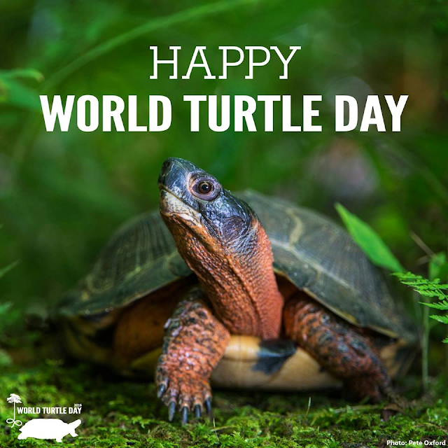 David Weatherly: World Turtle Day 2016