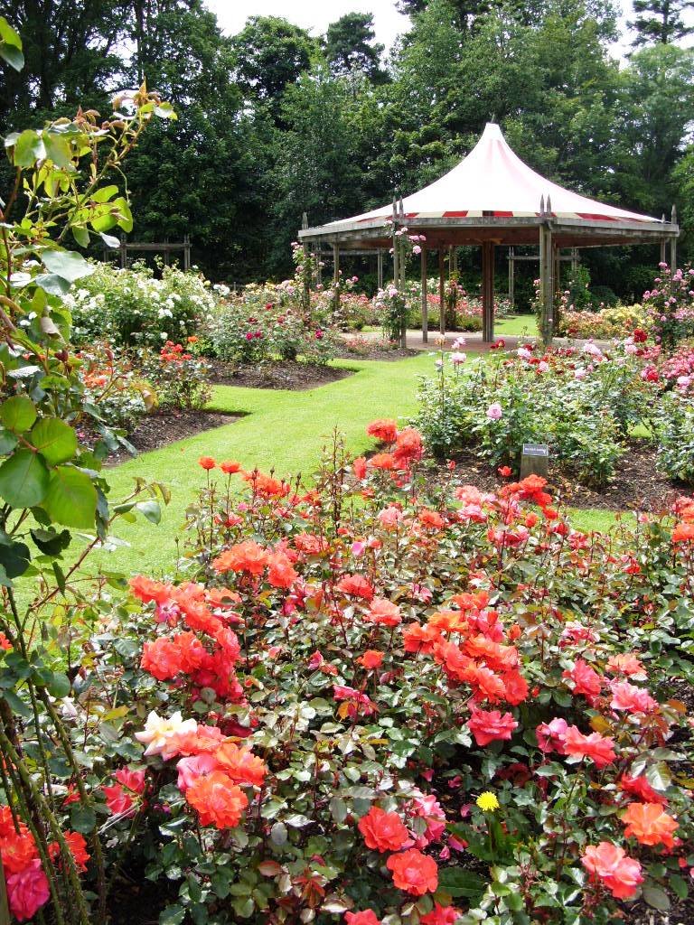 Kelli's Northern Ireland Garden: Rose Week 1 of 2