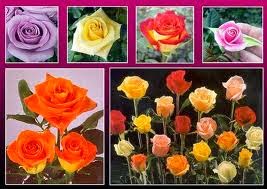 Rosas del Ecuador: Rosas ecuatorianas y su producción.