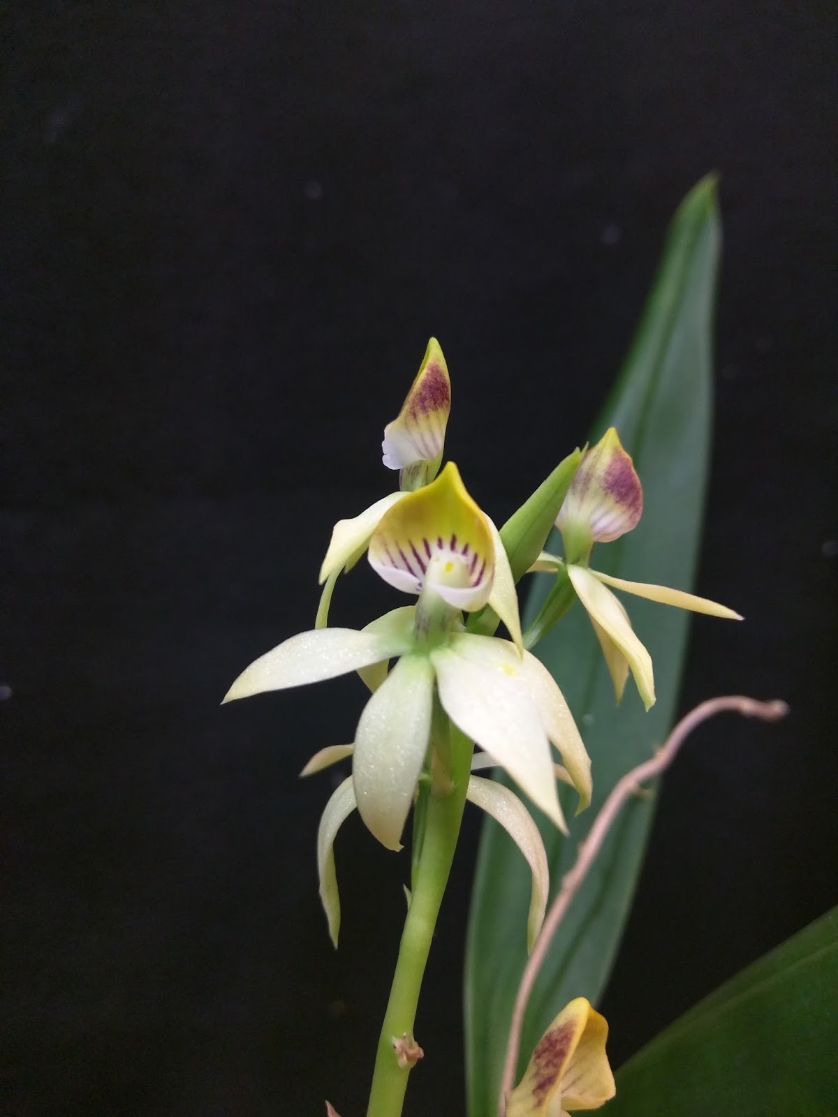 Kev's Orchids: Bloom Event - Prosthechea lancifolia (trulla)
