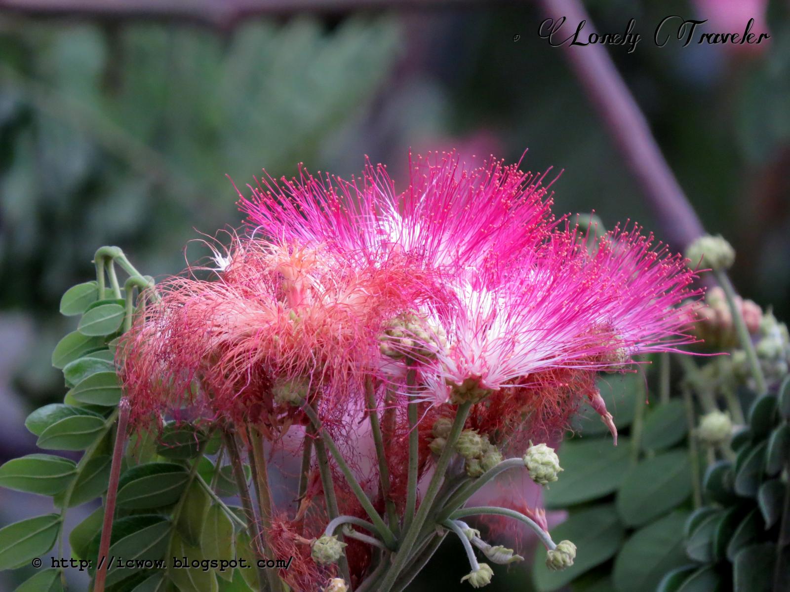 Rain Tree Flower (মেঘশিরীষ ফুল) - Albizia saman