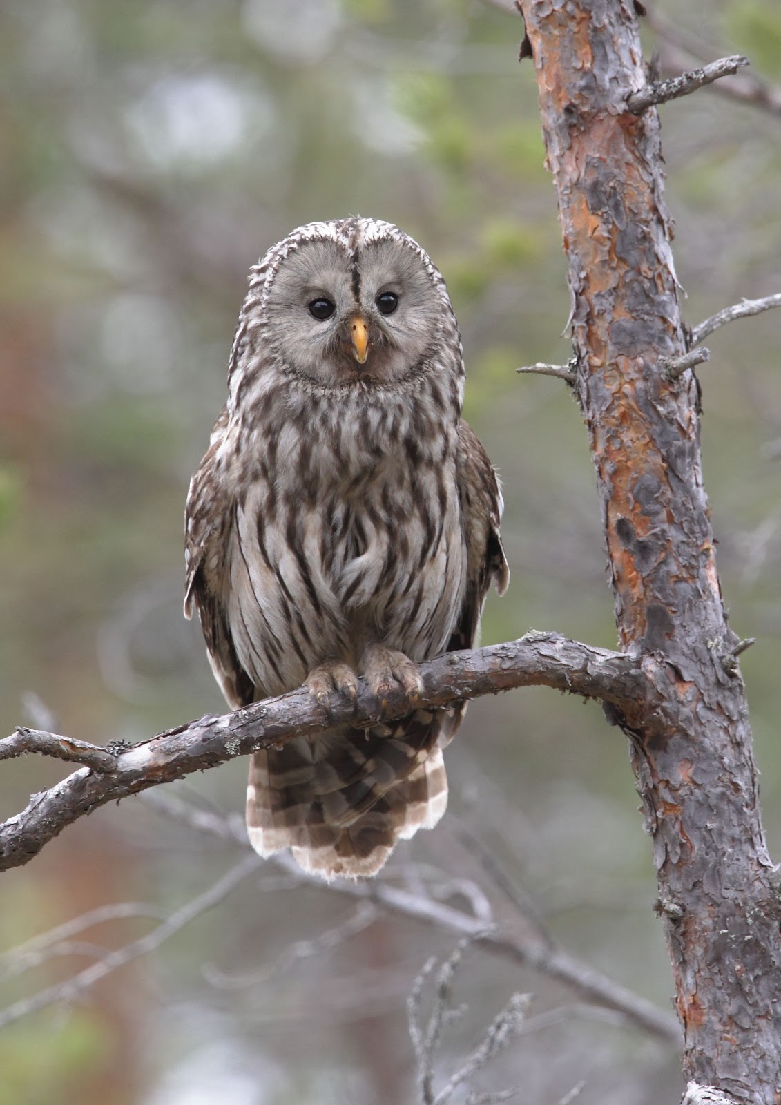 Norsk Zoologisk Forening Sørlandsavdelingen: Ugler i fokus - slagugle