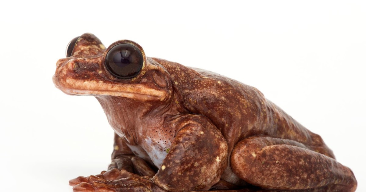 The Amphibian Foundation's Frog Blog