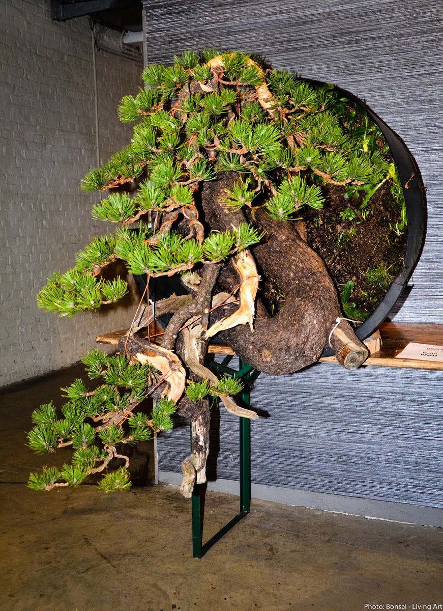 Bonsai - Living Art: Noelanders Trophy 2014 - Demo Nr.1 by Ryan Neil