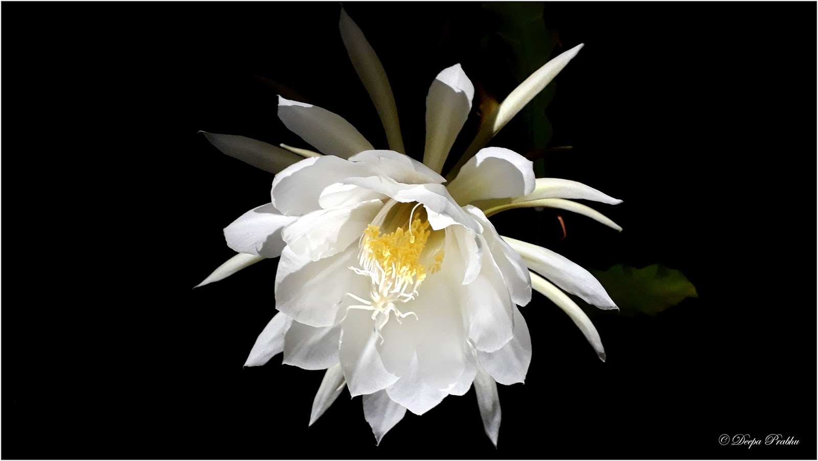 Brahmakamal flower - Random Photography