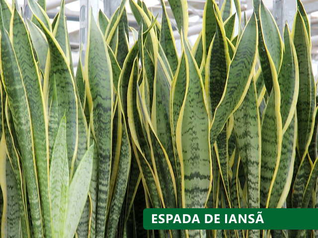 Ventos de Iansã: Iansã