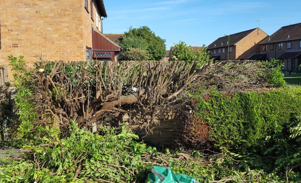 HOW AND WHEN DO YOU CUT AN ARBUTUS HEDGE? |The Garden of Eaden