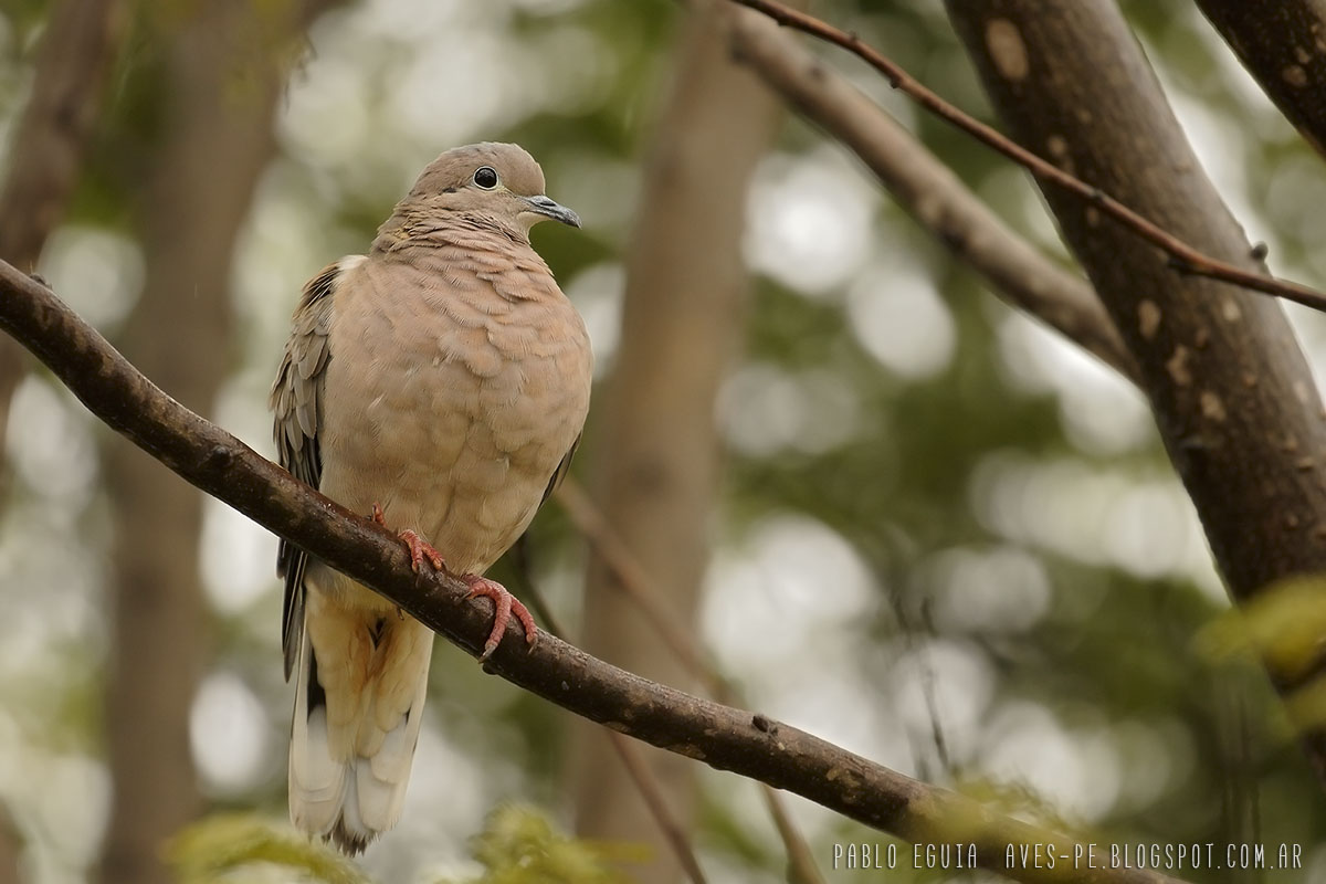 mis fotos de aves: Zenaida auriculata Torcaza Común Eared Dove