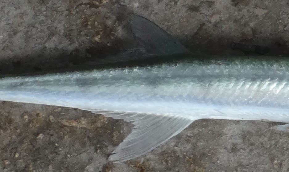 Ben Cantrell's fish species blog: FL shameless lifelisting part 4 - The ...