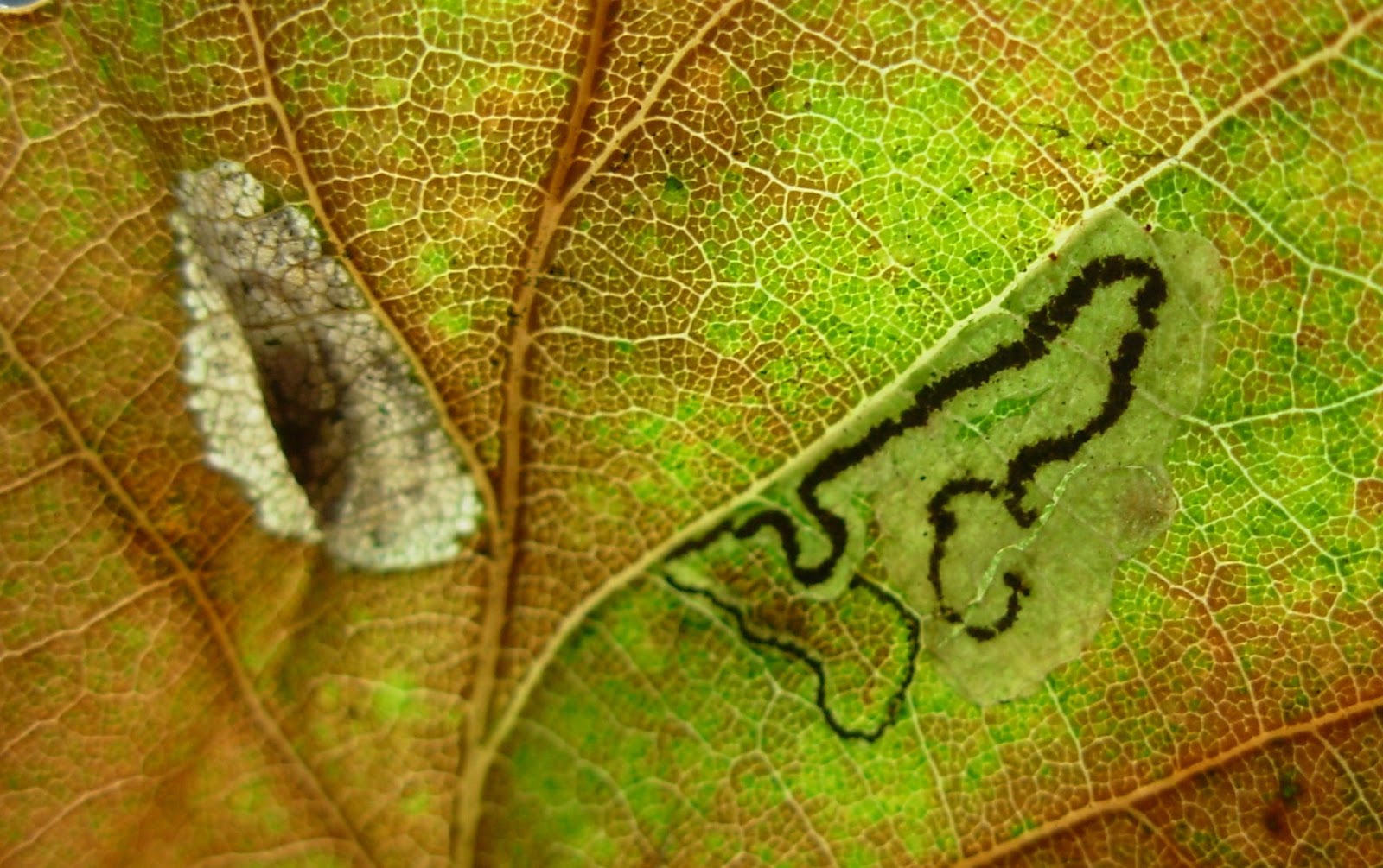 Stretton Moths: 2012