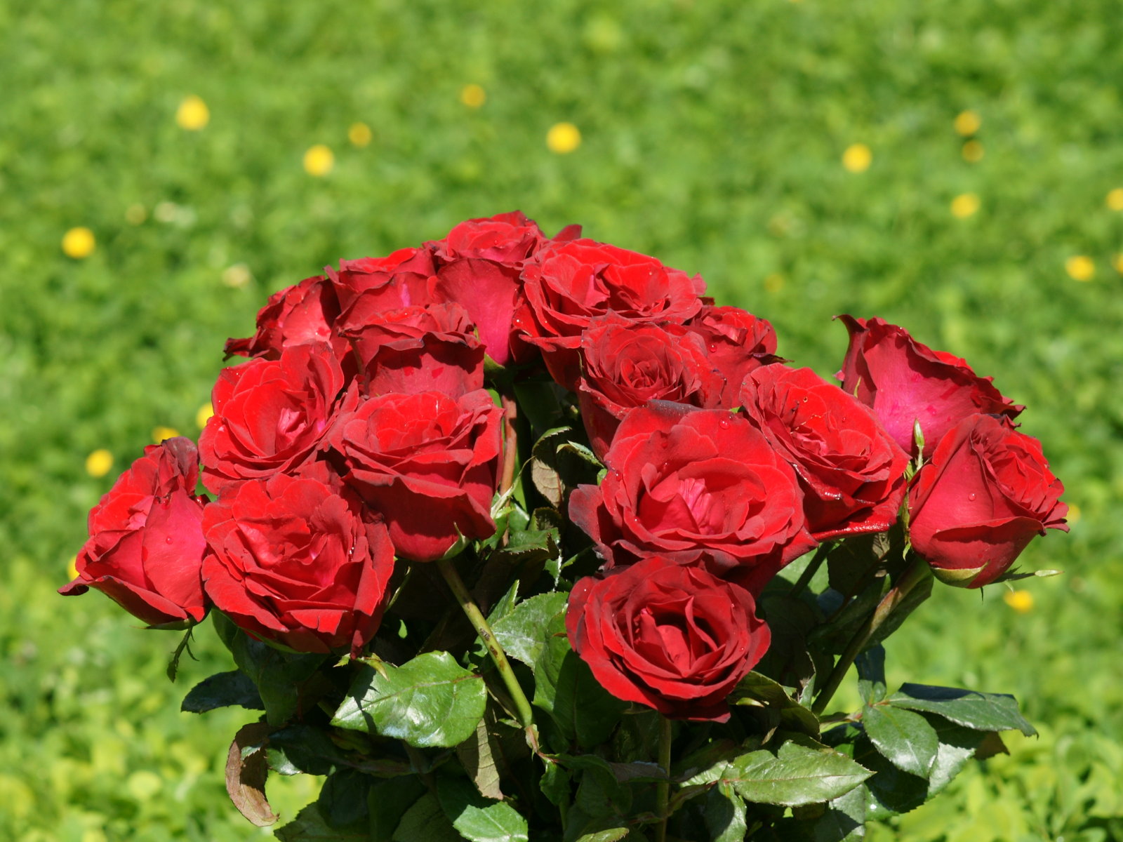 best red roses wallpapers |Rose Wallpapers