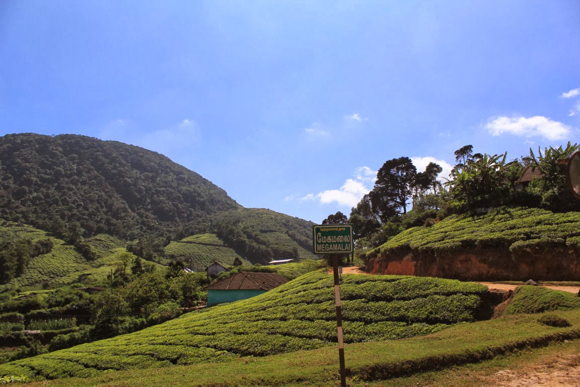 Chennai Hikers Group: megamalai - virgin forest in tamilnadu