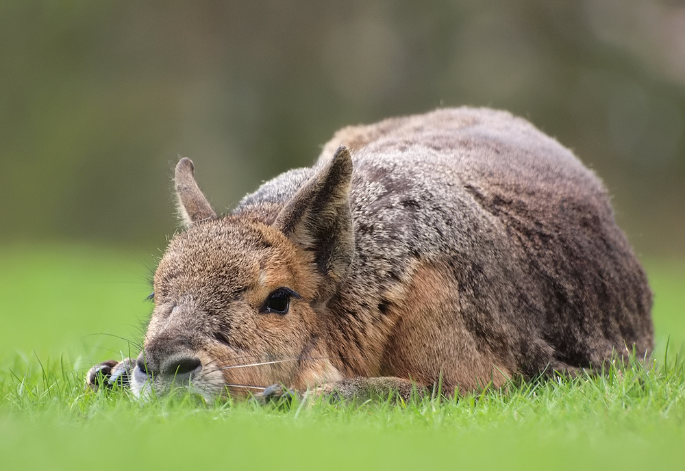 Aurora: 10 Animals You Probably Didn’t Know Existed