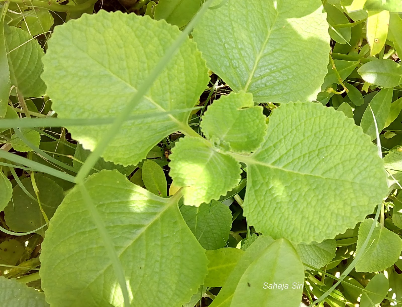Indian Borage Tea/ Dodda Patre Extract