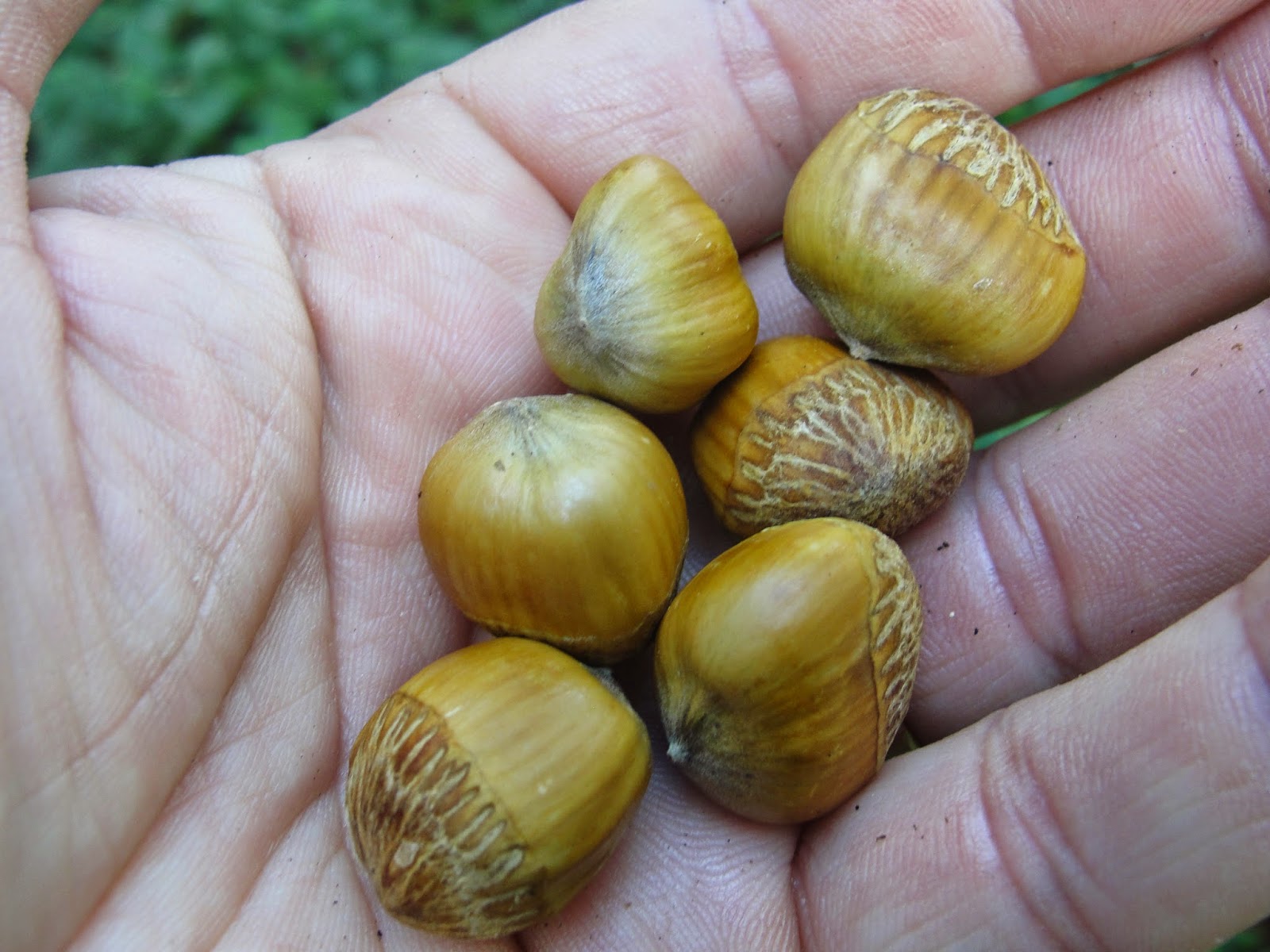 The Outdoor Traditionalist : Turkish Hazelnuts