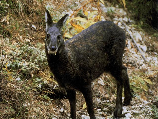 Laberinto en extinción: Ciervo almizclero negro (Moschus fuscus)
