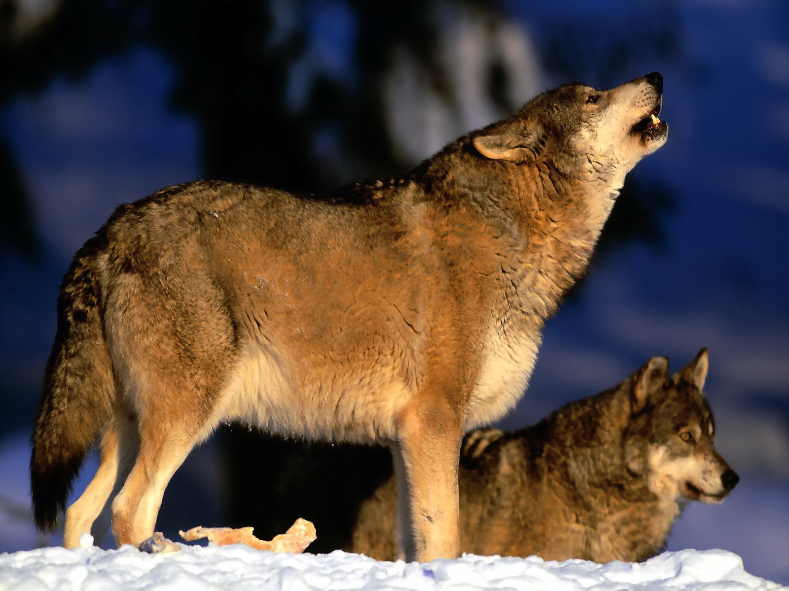 Beautiful Wolf Photography