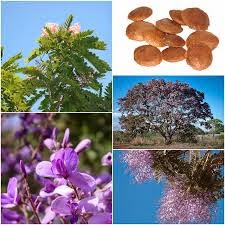 SUCUPIRA E SEUS BENEFÍCIOS