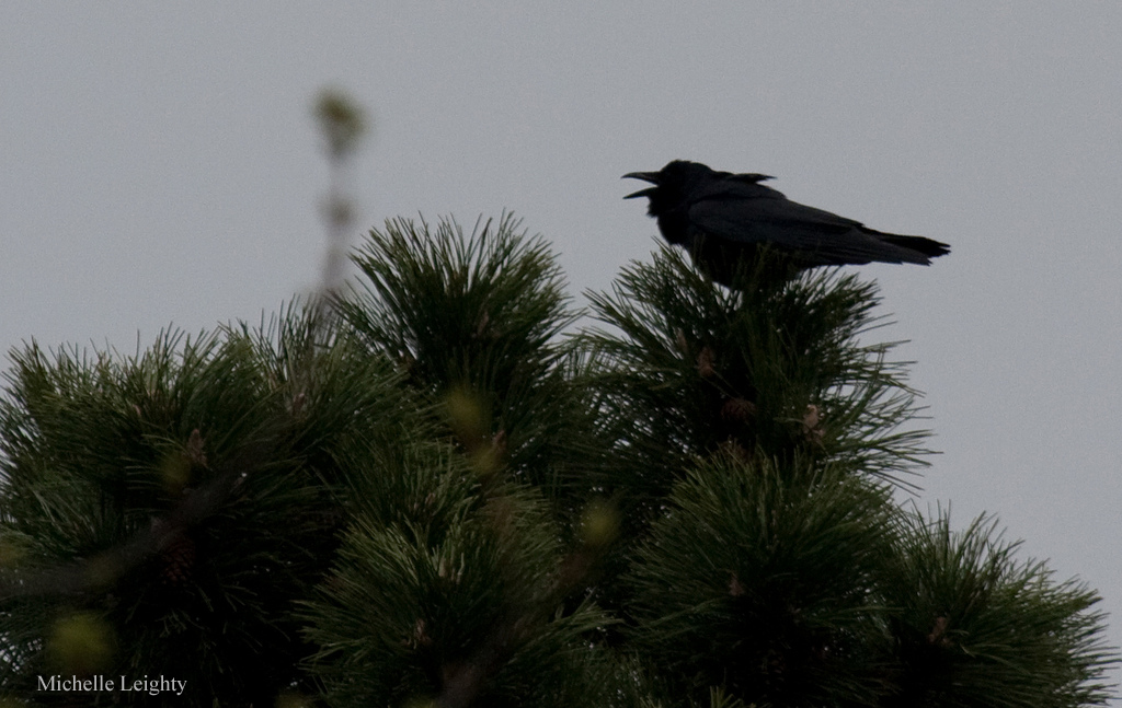CMNH Wildlife Blog: Fish Crows in Ohio!
