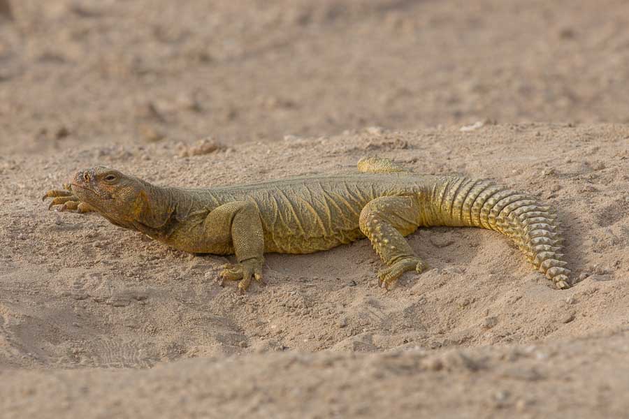 Birds of Saudi Arabia: Arabian Spiny-tailed Lizard – Dhahran Hills
