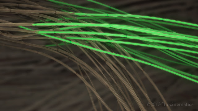 Biocinematics: RtIN - Shot #4 and a headless mouse