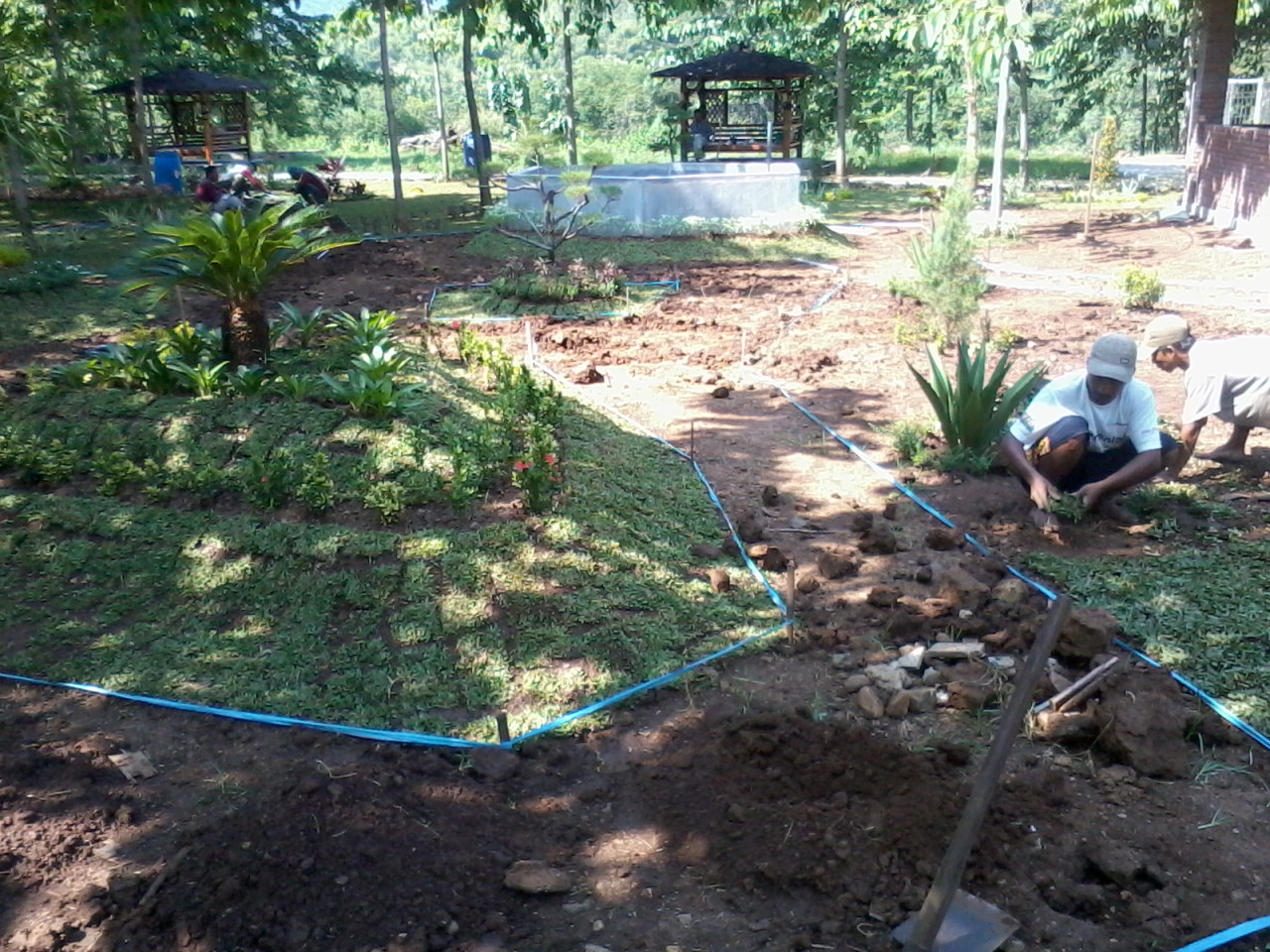 Harga rumput gajah mini , jepang , swiss, golf , lamuran , manila tahun ...