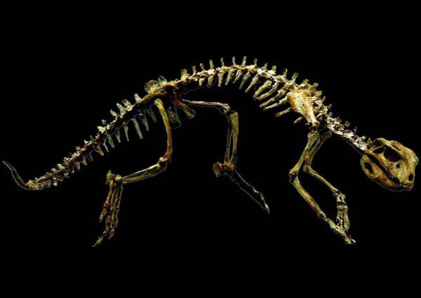 Reptossaurus: ADAMANTINASUCHUS