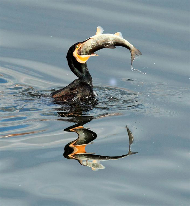 Bellas Aves de El Salvador: Phalacrocorax brasilianus (yeco, cormorán ...