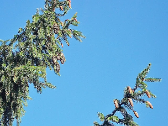 BGFAS Botanischer Garten Berlin-Lichtenberg Frankfurter Allee Süd (FAS ...