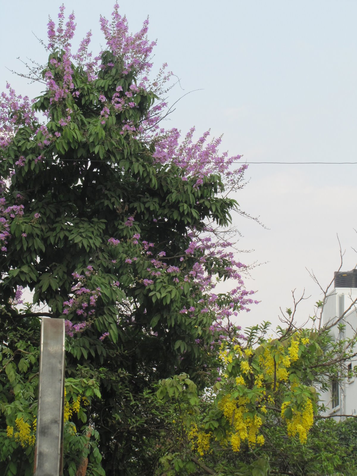 Hallucinations!: The late bloomers