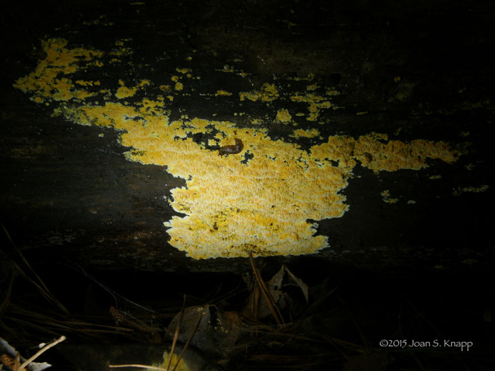 Anybody Seen My Focus?: Orange Sponge Polypore (Pycnoporellus alboluteus)?