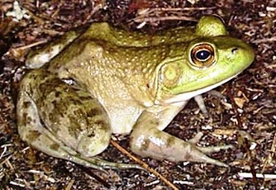 Erfin"s Blog: BIOLOGI: Metamorfosis KATAK