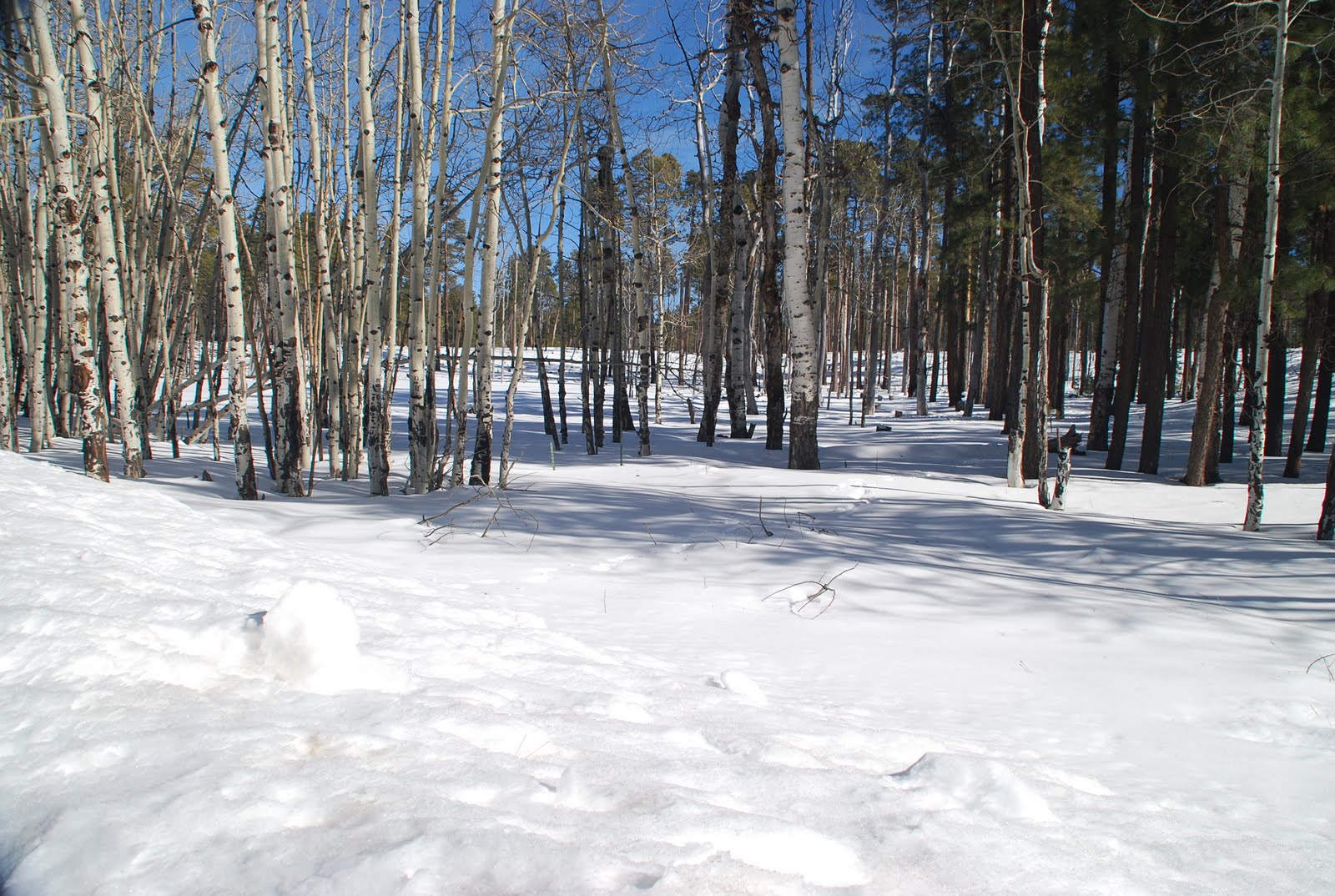 Deserts and Beyond: Mogollon Rim~aspen in snow~Festival of the Trees 022211