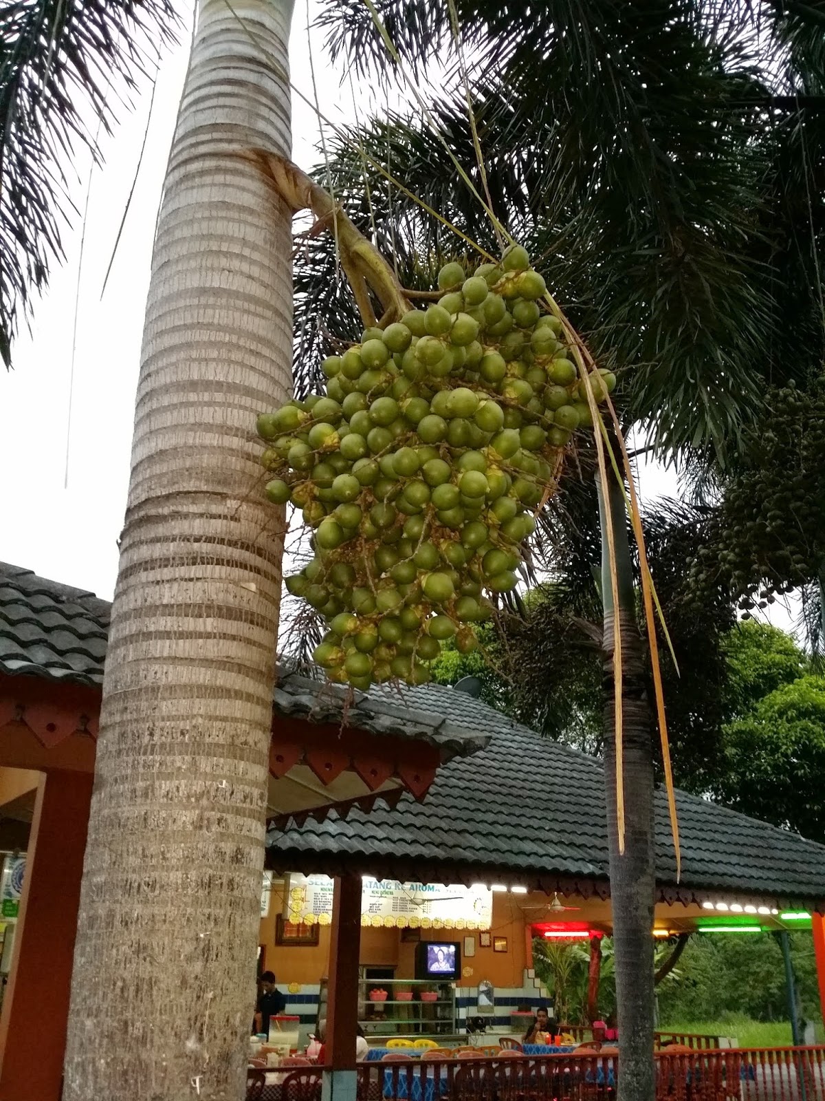 Xing Fu: FRUITING PINANG TREE