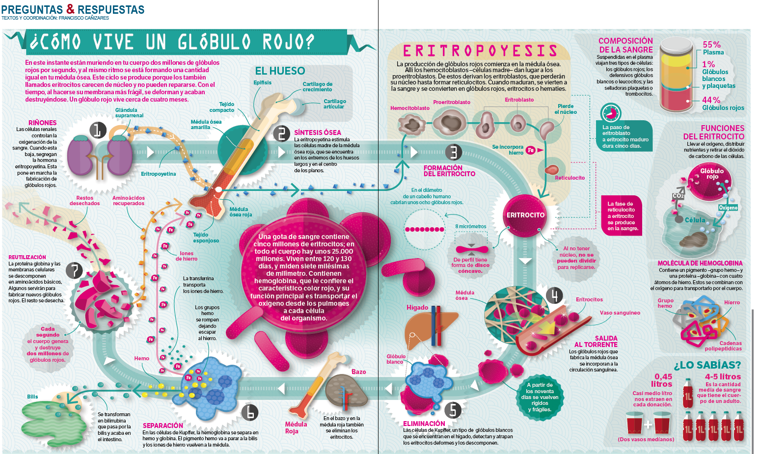 Tapas de Ciencia: ¿Cómo vive un glóbulo rojo?