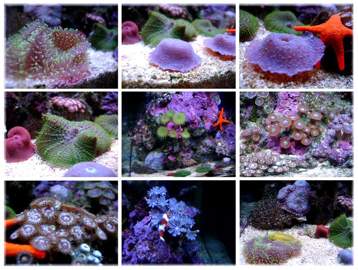 Aquarium: Aquarium Air laut