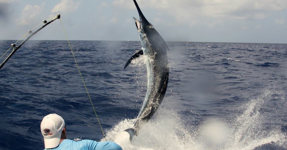 TOP 5 The Toughest Fish on Earth - kayak fishing